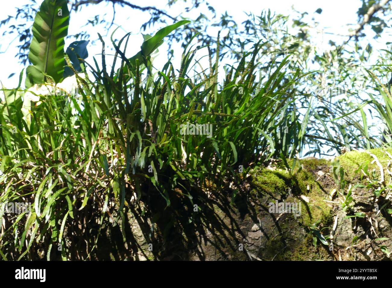 Family of polypodiaceae hi-res stock photography and images - Alamy