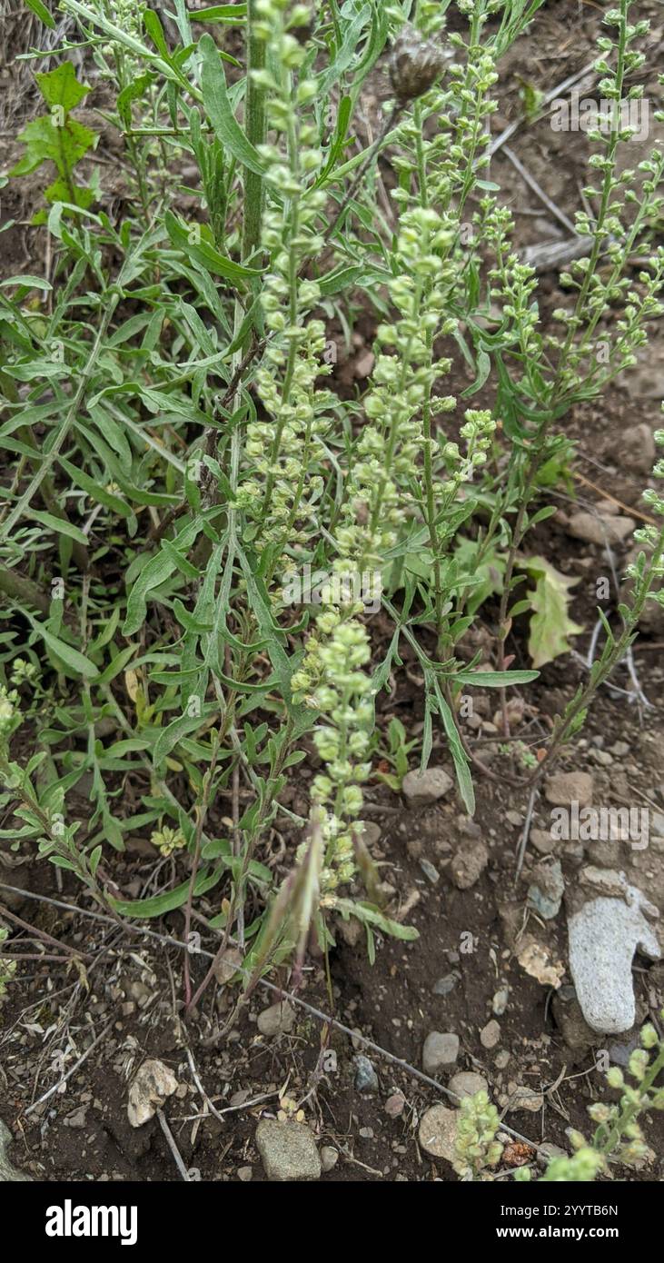 Common Peppergrass (Lepidium densiflorum Stock Photo - Alamy