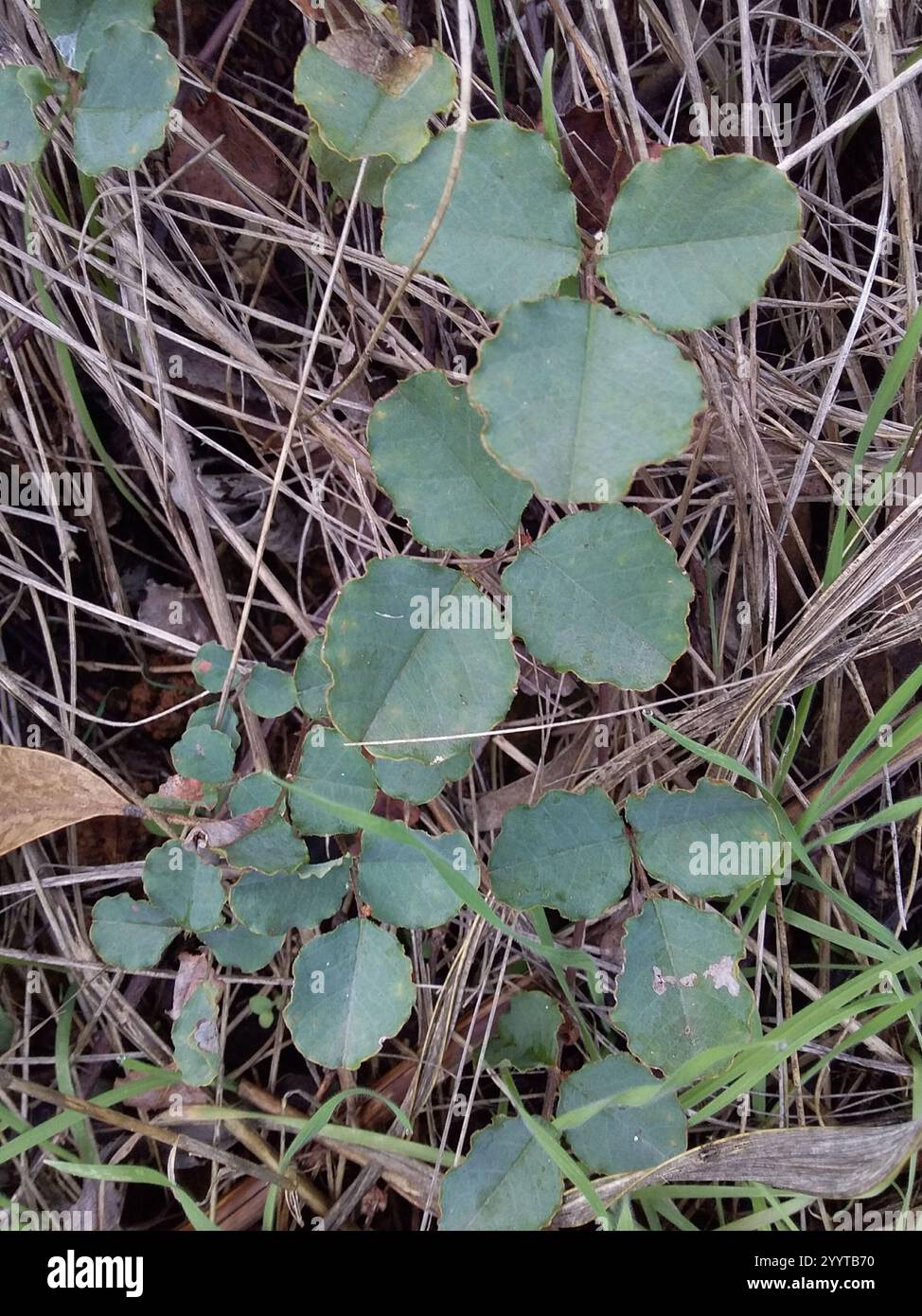 Running Postman (Kennedia prostrata Stock Photo - Alamy
