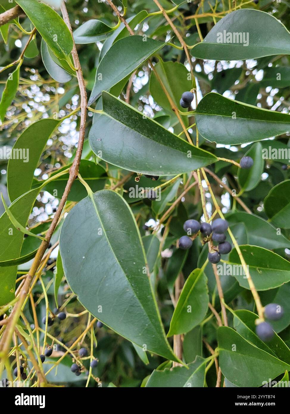 tree privet (Ligustrum lucidum Stock Photo - Alamy