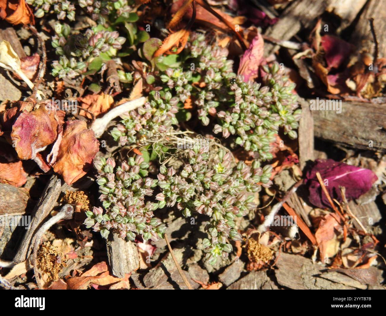 fourleaf manyseed (Polycarpon tetraphyllum Stock Photo - Alamy