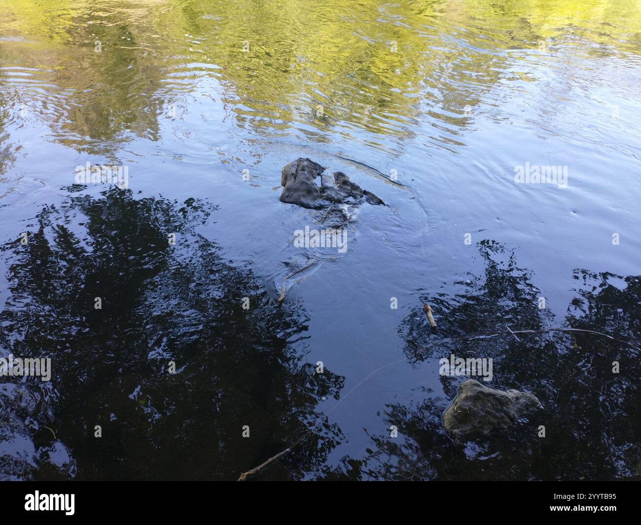 Pacific Gopher Snake (Pituophis catenifer catenifer Stock Photo - Alamy