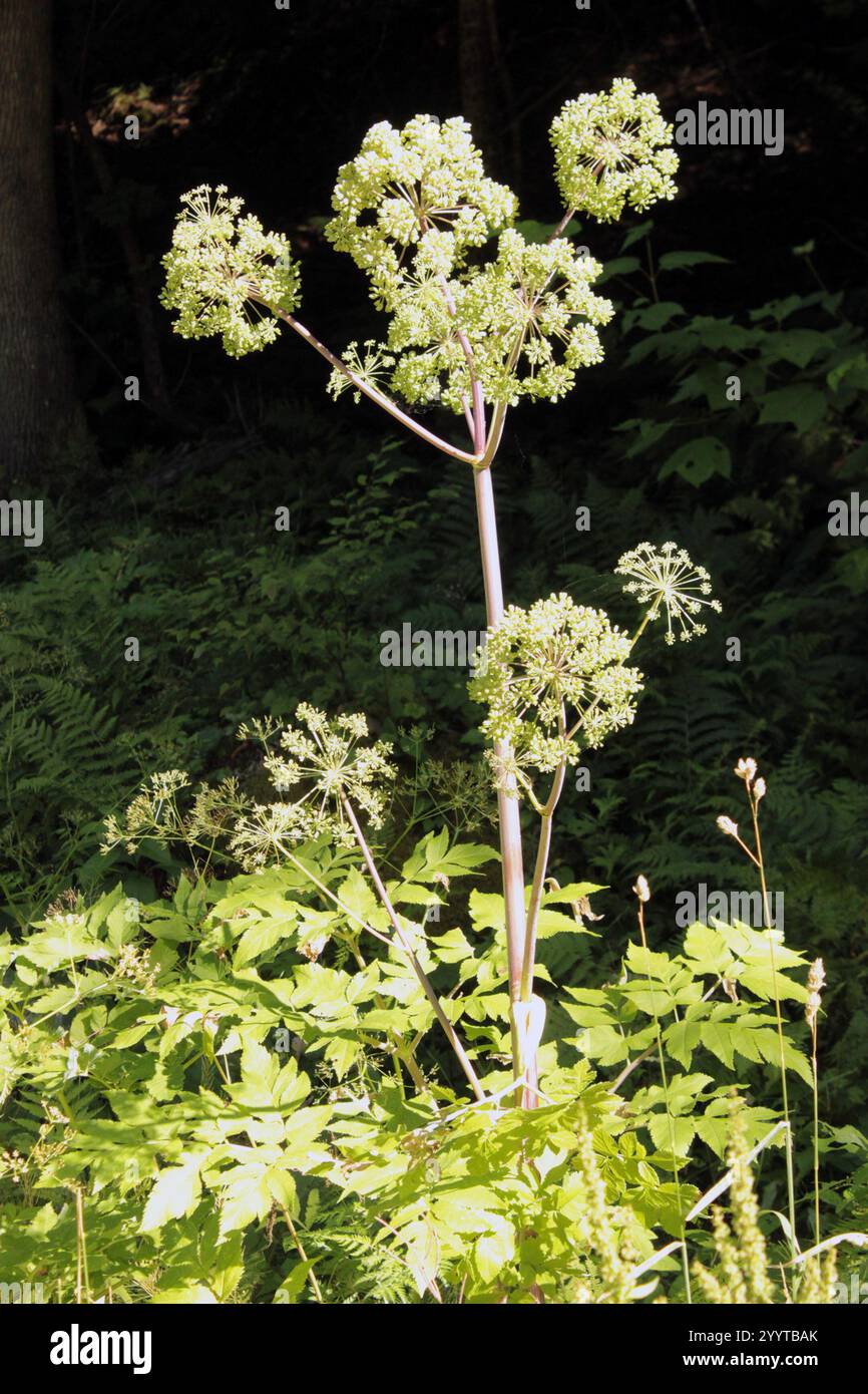 purple-stemmed angelica (Angelica atropurpurea Stock Photo - Alamy