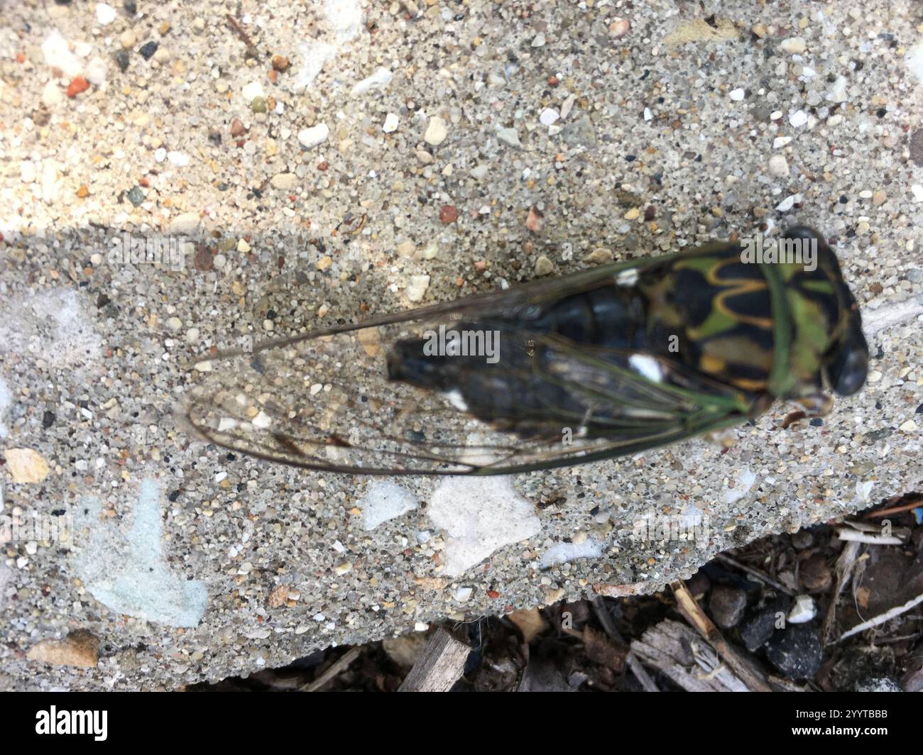 Scissor Grinder (Neotibicen pruinosus Stock Photo - Alamy