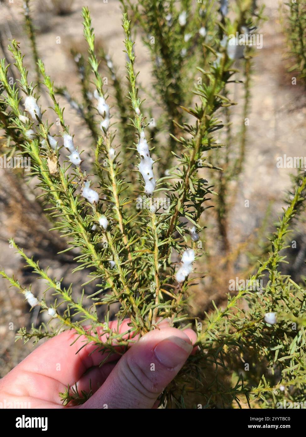 Spittlebugs and Froghoppers (Cercopoidea Stock Photo - Alamy
