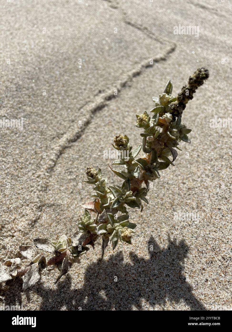 beach saltbush (Atriplex leucophylla Stock Photo - Alamy