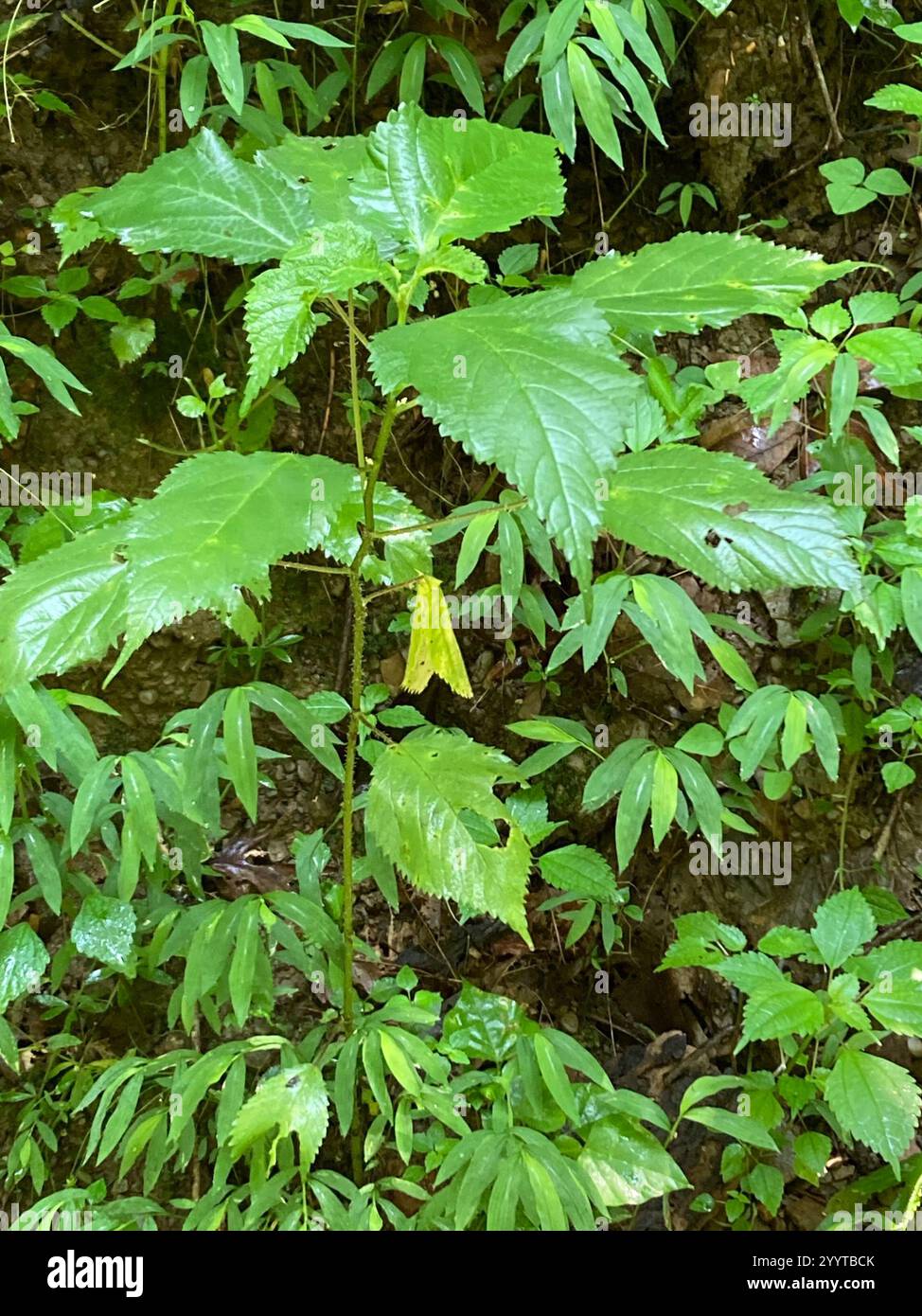 wood nettle (Laportea canadensis Stock Photo - Alamy