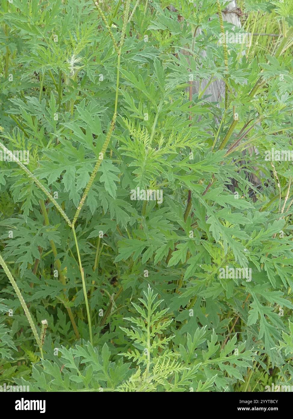 common ragweed (Ambrosia artemisiifolia Stock Photo - Alamy