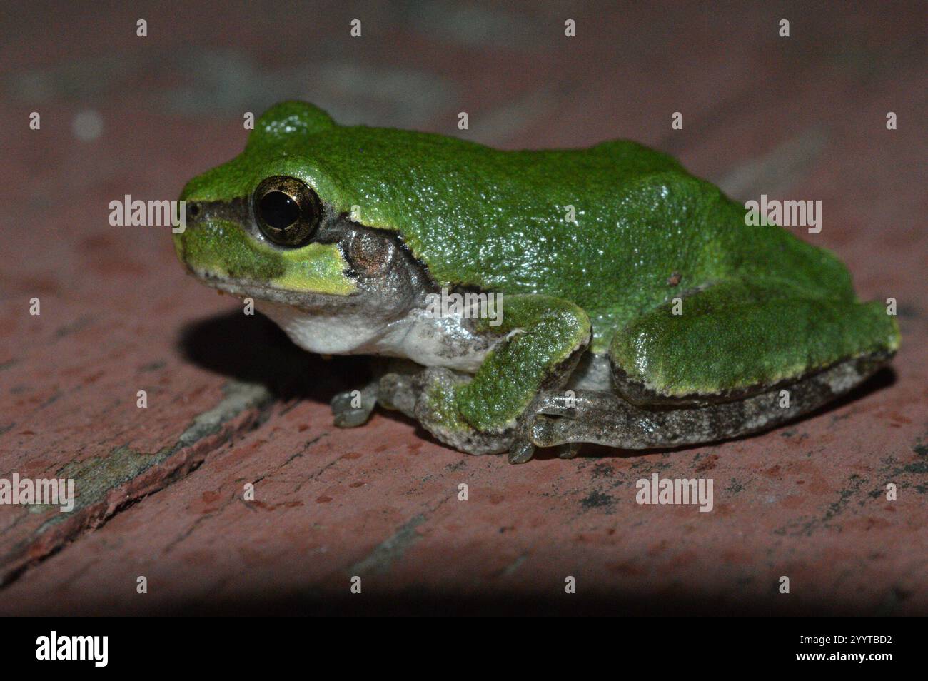 Cope's Gray Treefrog (Hyla chrysoscelis Stock Photo - Alamy
