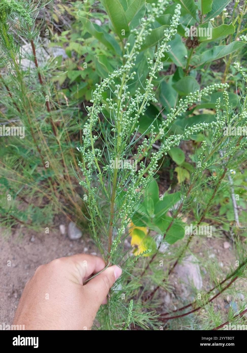 Field Sagewort (Artemisia campestris Stock Photo - Alamy