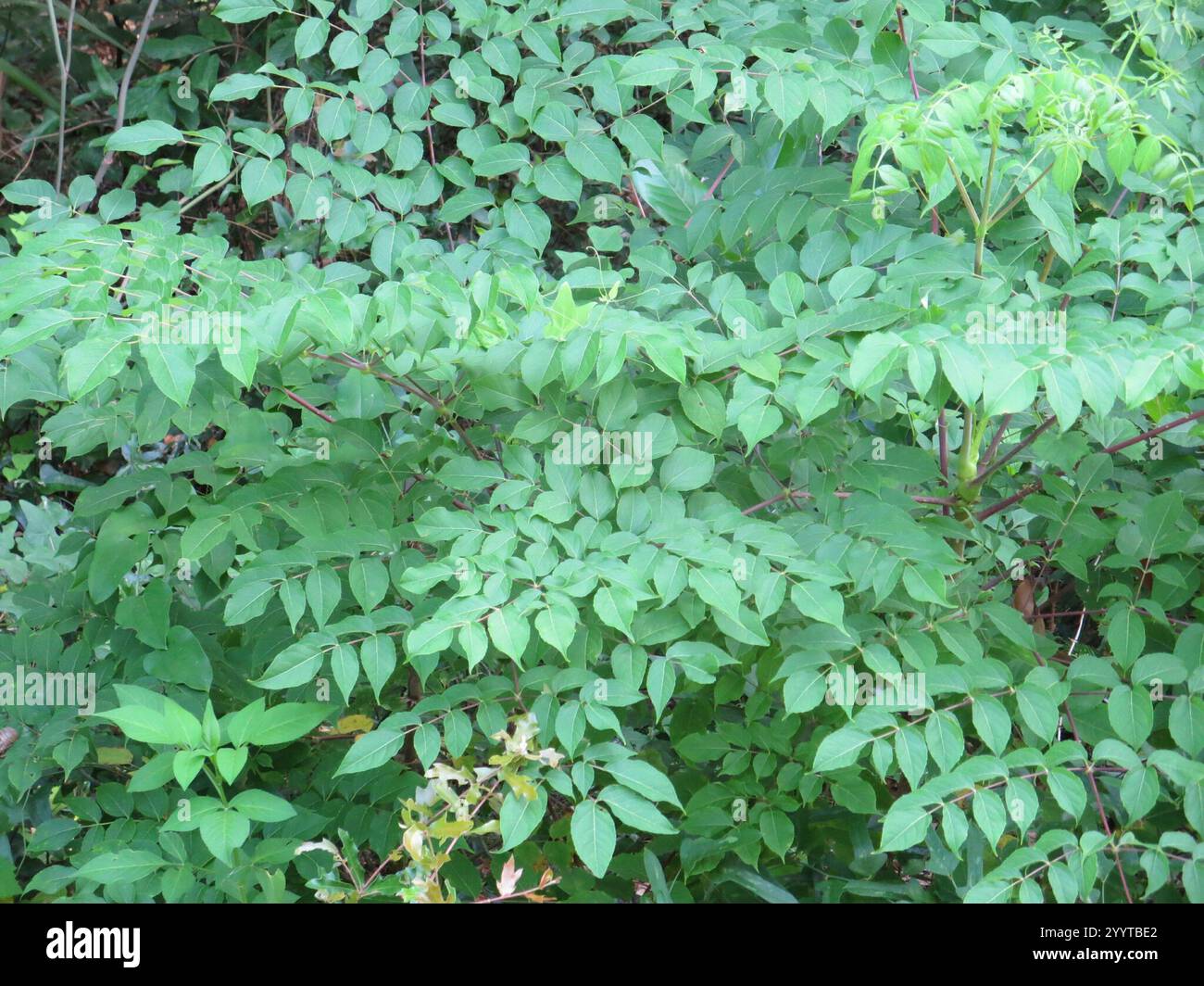 devil's walkingstick (Aralia spinosa Stock Photo - Alamy
