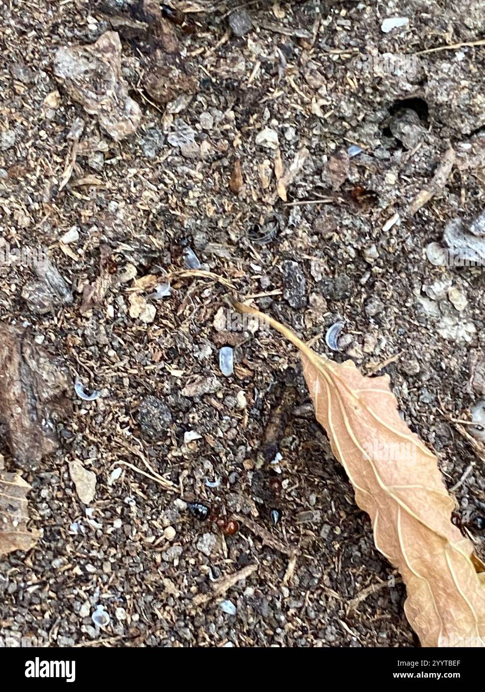 Shiny Acrobat Ant (Crematogaster laeviuscula Stock Photo - Alamy