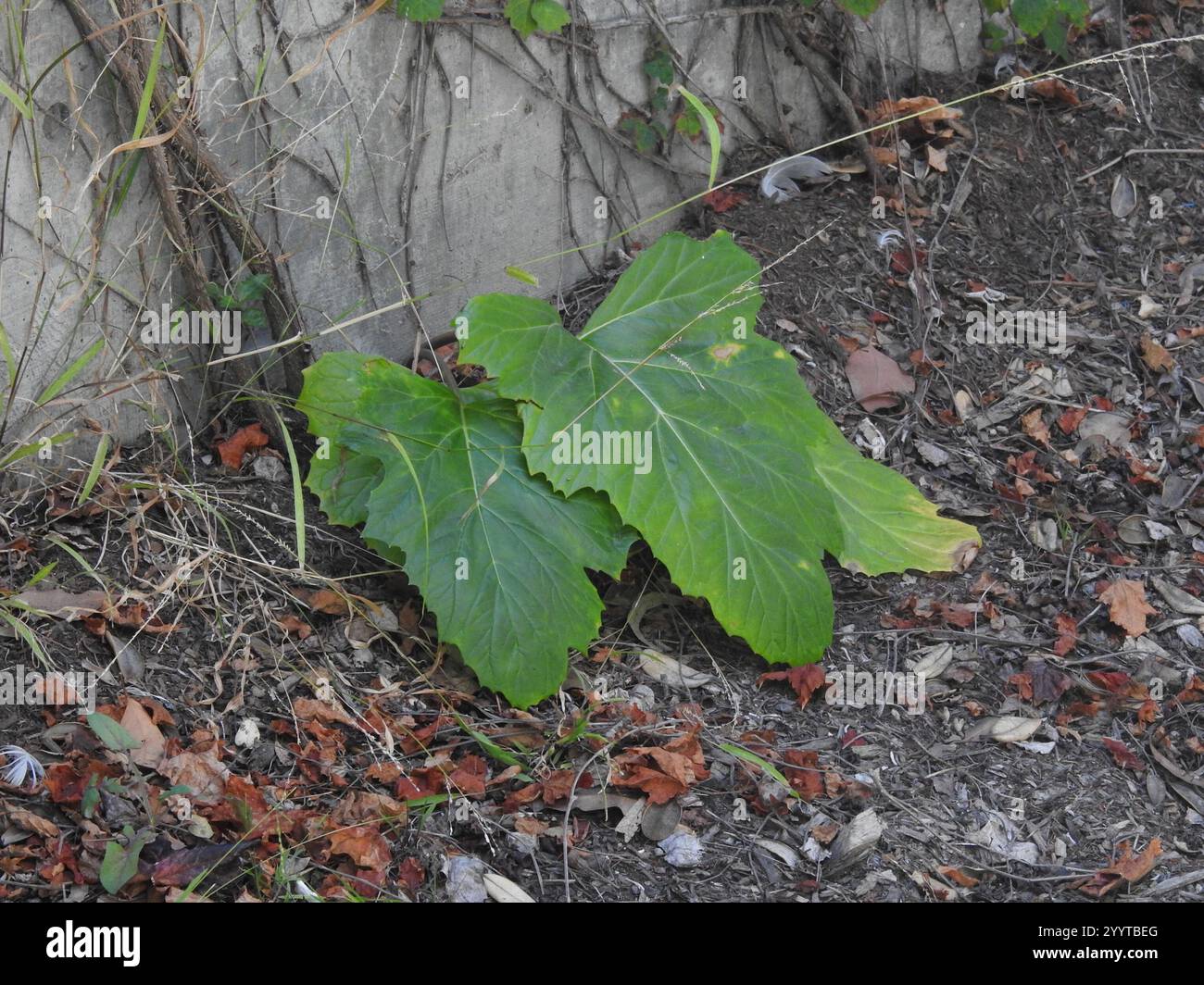 Bear's breeches (Acanthus mollis Stock Photo - Alamy