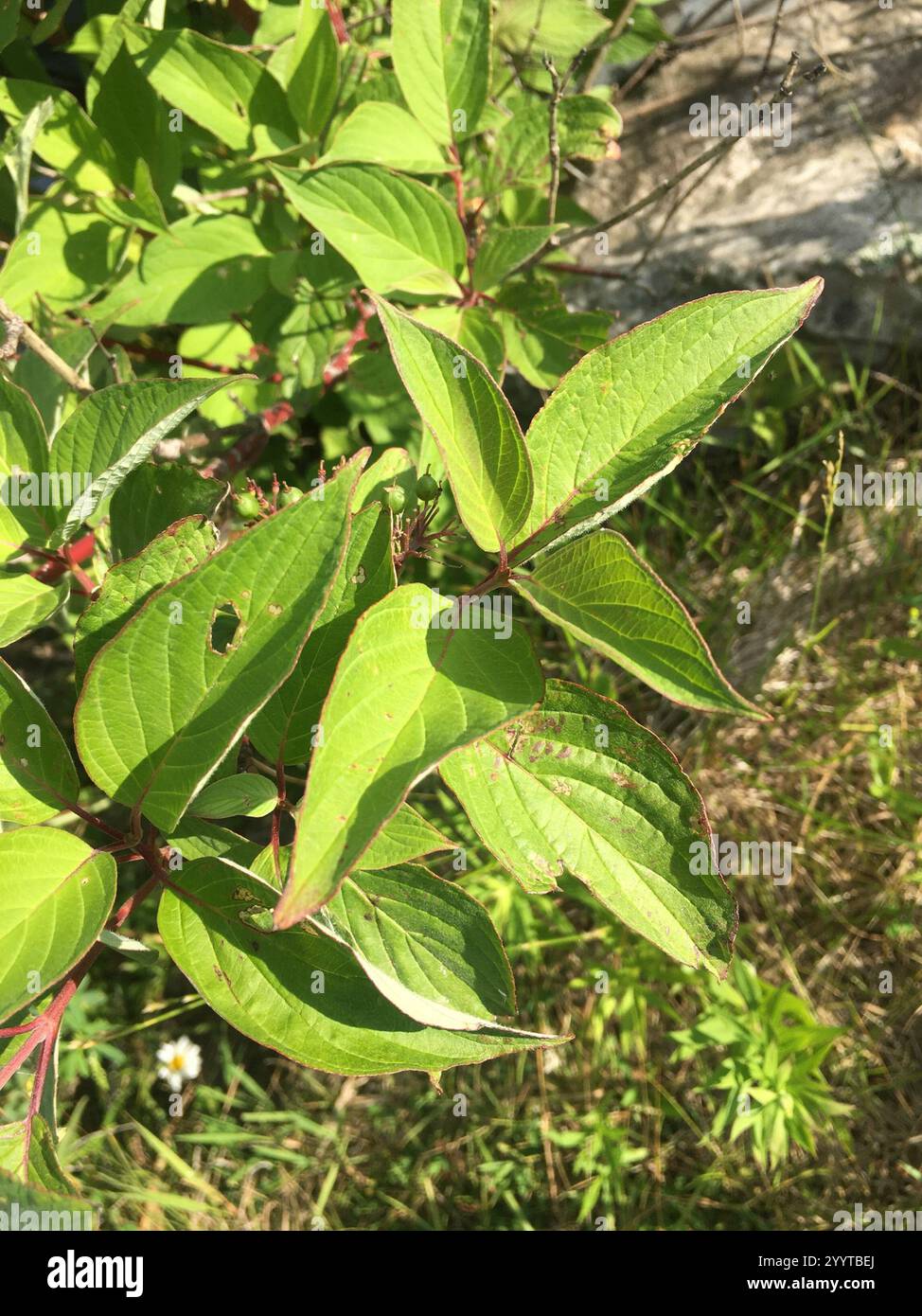red osier dogwood (Cornus sericea Stock Photo - Alamy