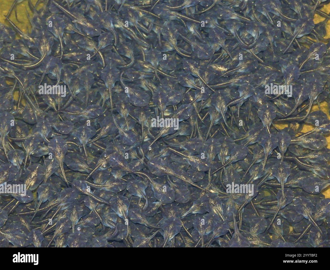 Phrynomantis hi-res stock photography and images - Alamy