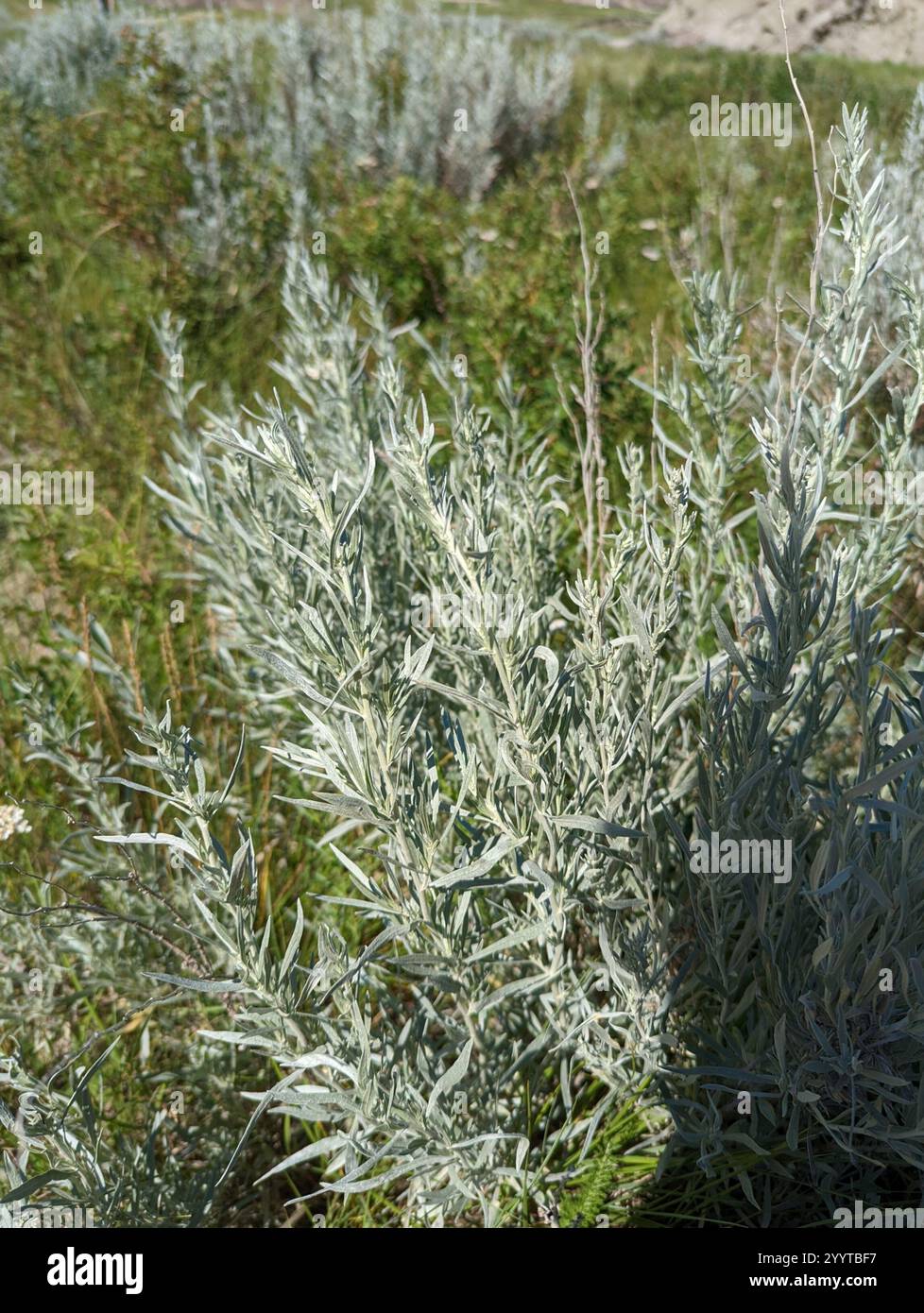 Silver sagebrush artemisia cana hi-res stock photography and images - Alamy