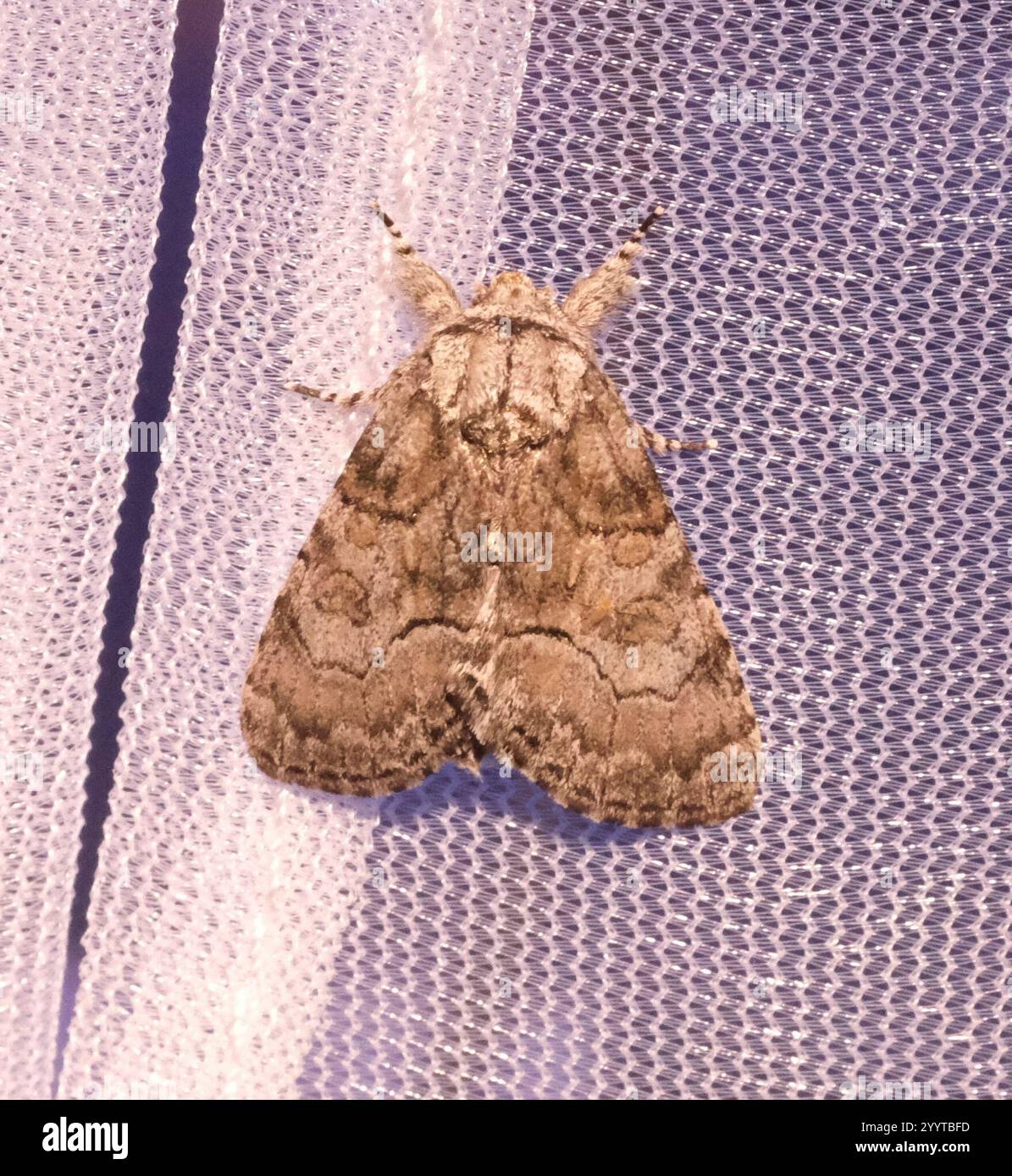 Brother Moth (Raphia frater Stock Photo - Alamy