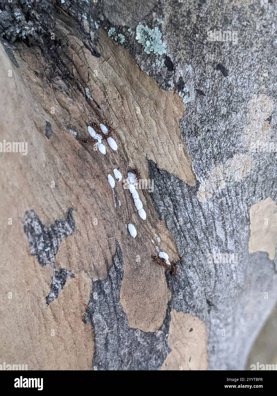 Felt Scales (Eriococcidae Stock Photo - Alamy