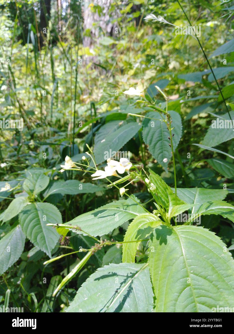 small balsam (Impatiens parviflora Stock Photo - Alamy
