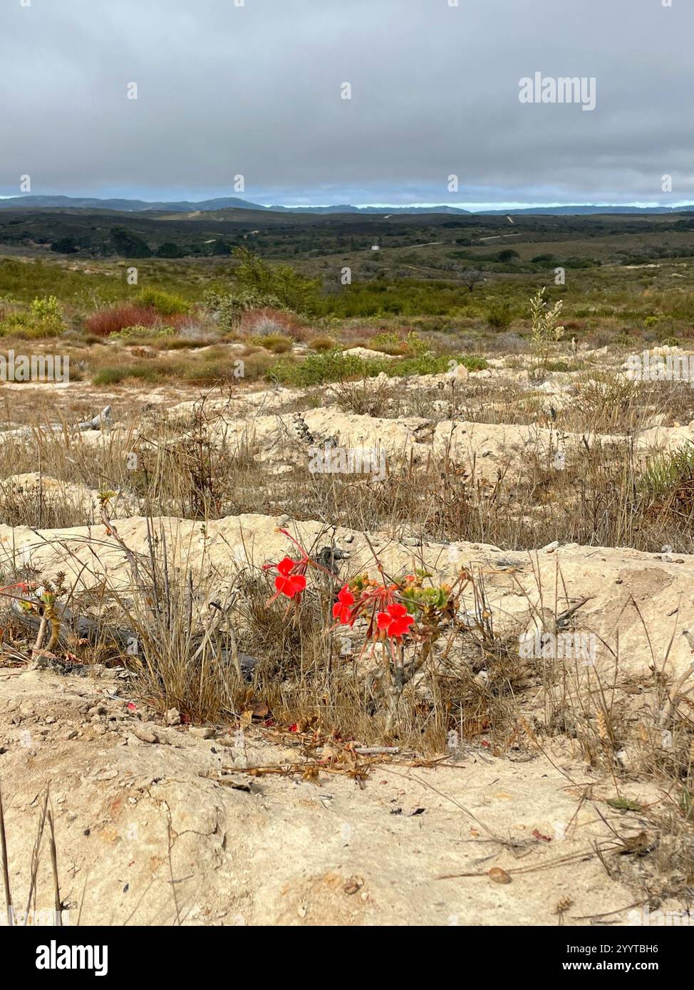 garden geranium (Pelargonium × hybridum Stock Photo - Alamy