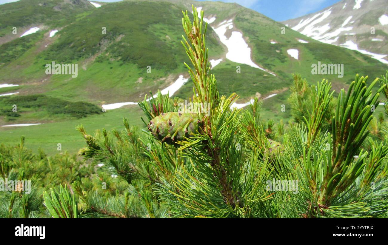 dwarf Siberian pine (Pinus pumila Stock Photo - Alamy
