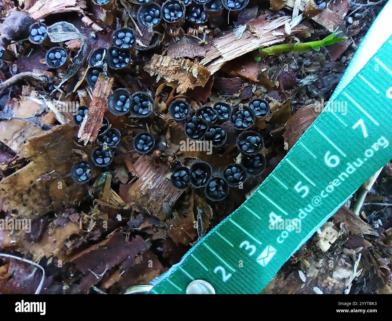 dung-loving bird's nest fungus (Cyathus stercoreus Stock Photo - Alamy