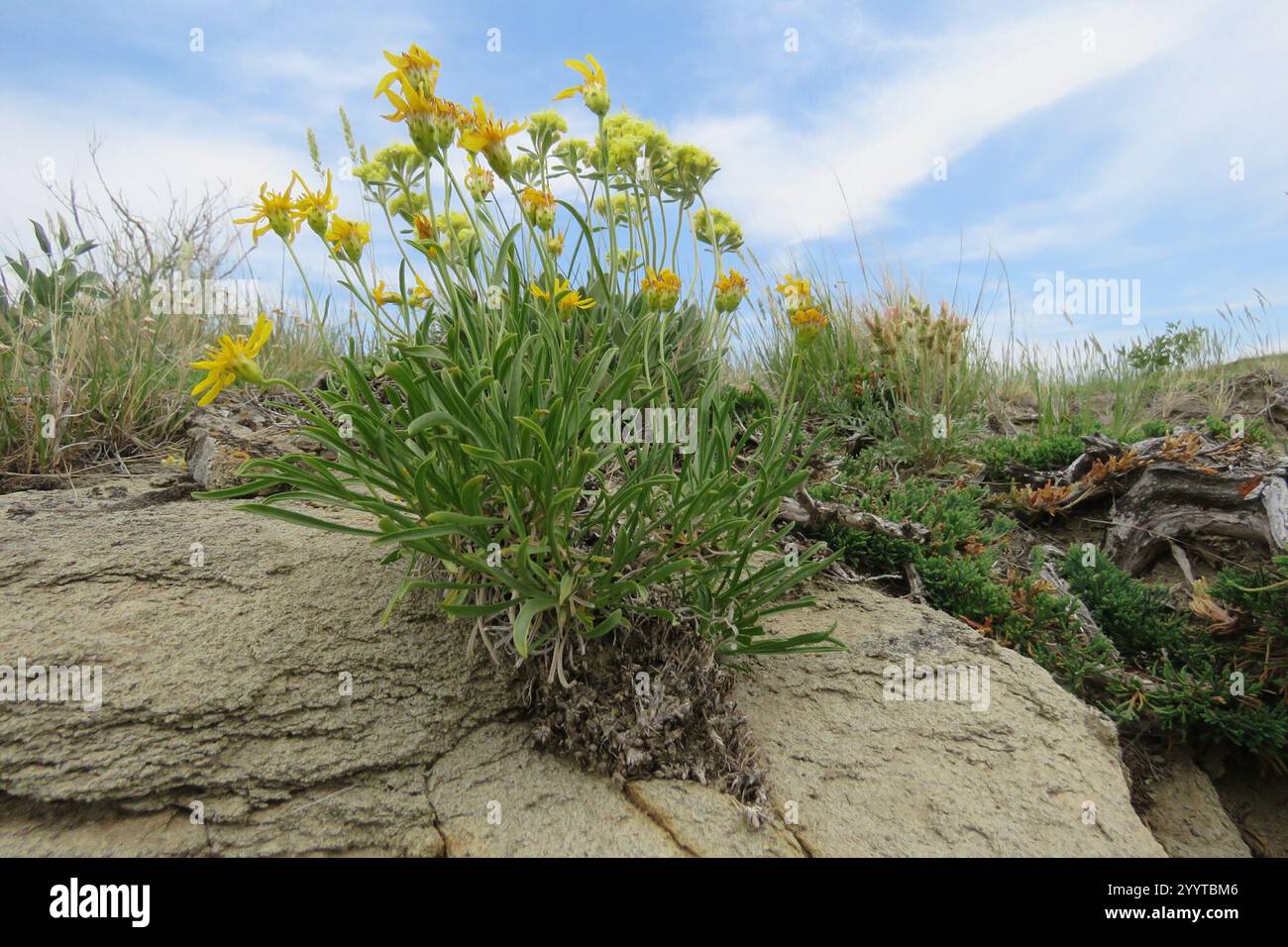 Thrift Mock Goldenweed (Stenotus armerioides Stock Photo - Alamy