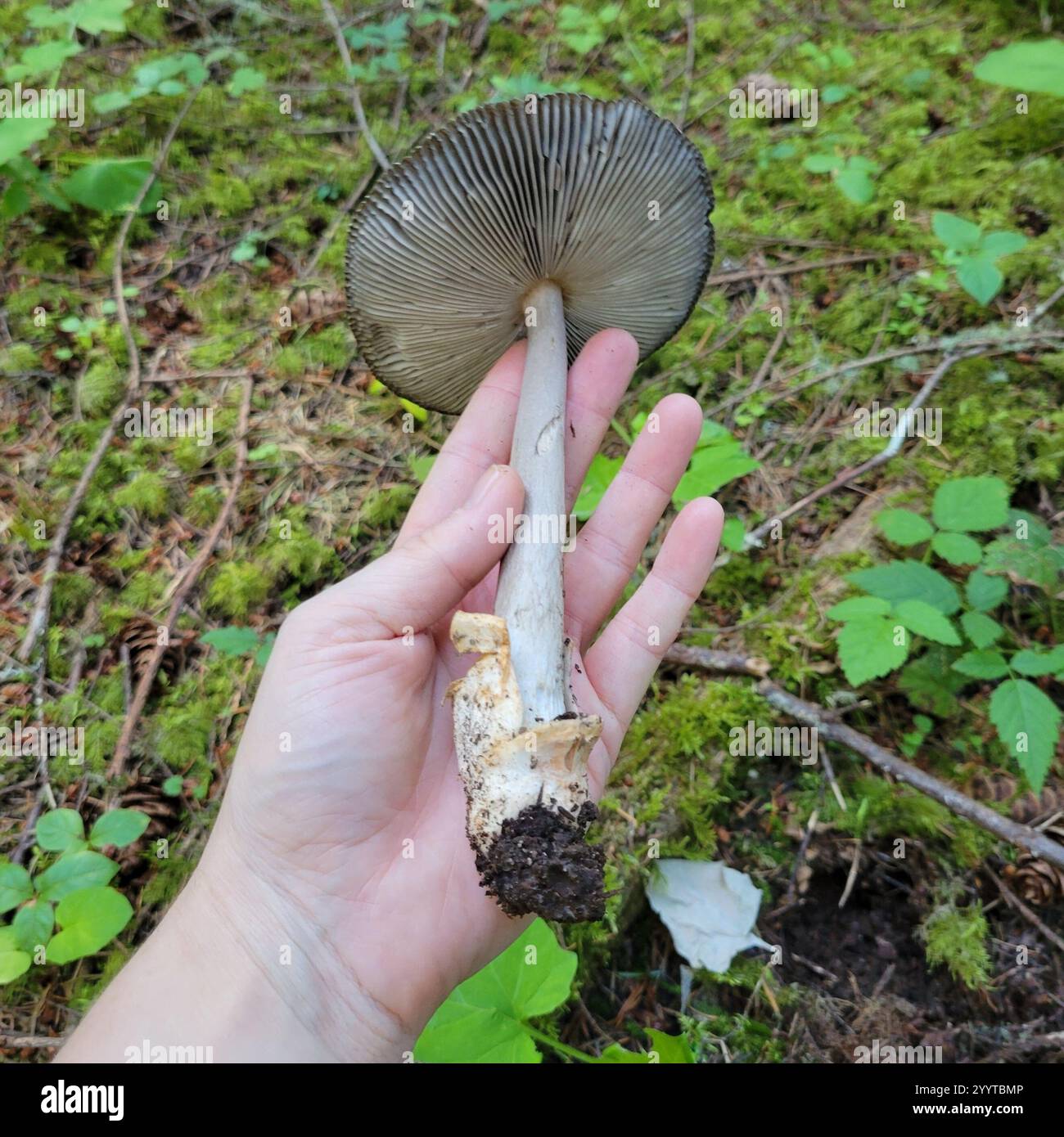 Western Grisette (Amanita pachycolea Stock Photo - Alamy