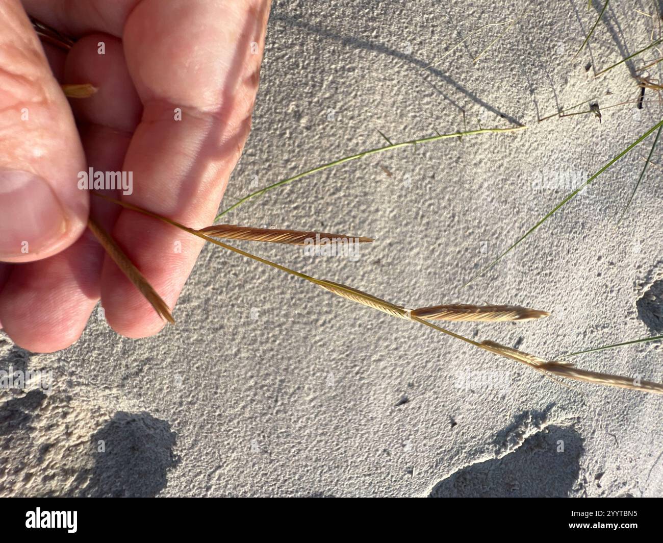 Marsh Hay Cordgrass (Sporobolus pumilus Stock Photo - Alamy