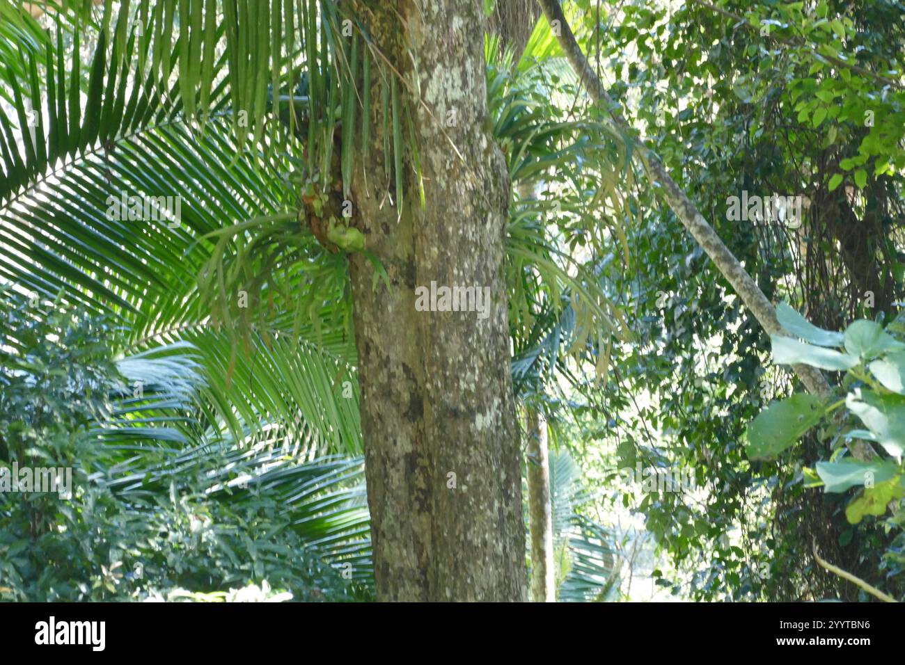 Native Tamarind (Diploglottis australis Stock Photo - Alamy