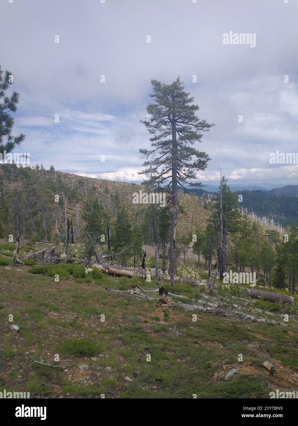 Jeffrey pine (Pinus jeffreyi Stock Photo - Alamy