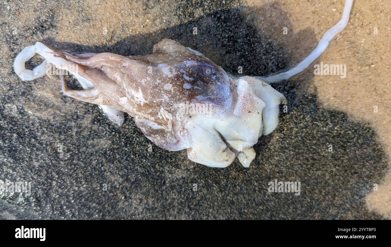 Squids and Cuttlefishes (Decapodiformes Stock Photo - Alamy