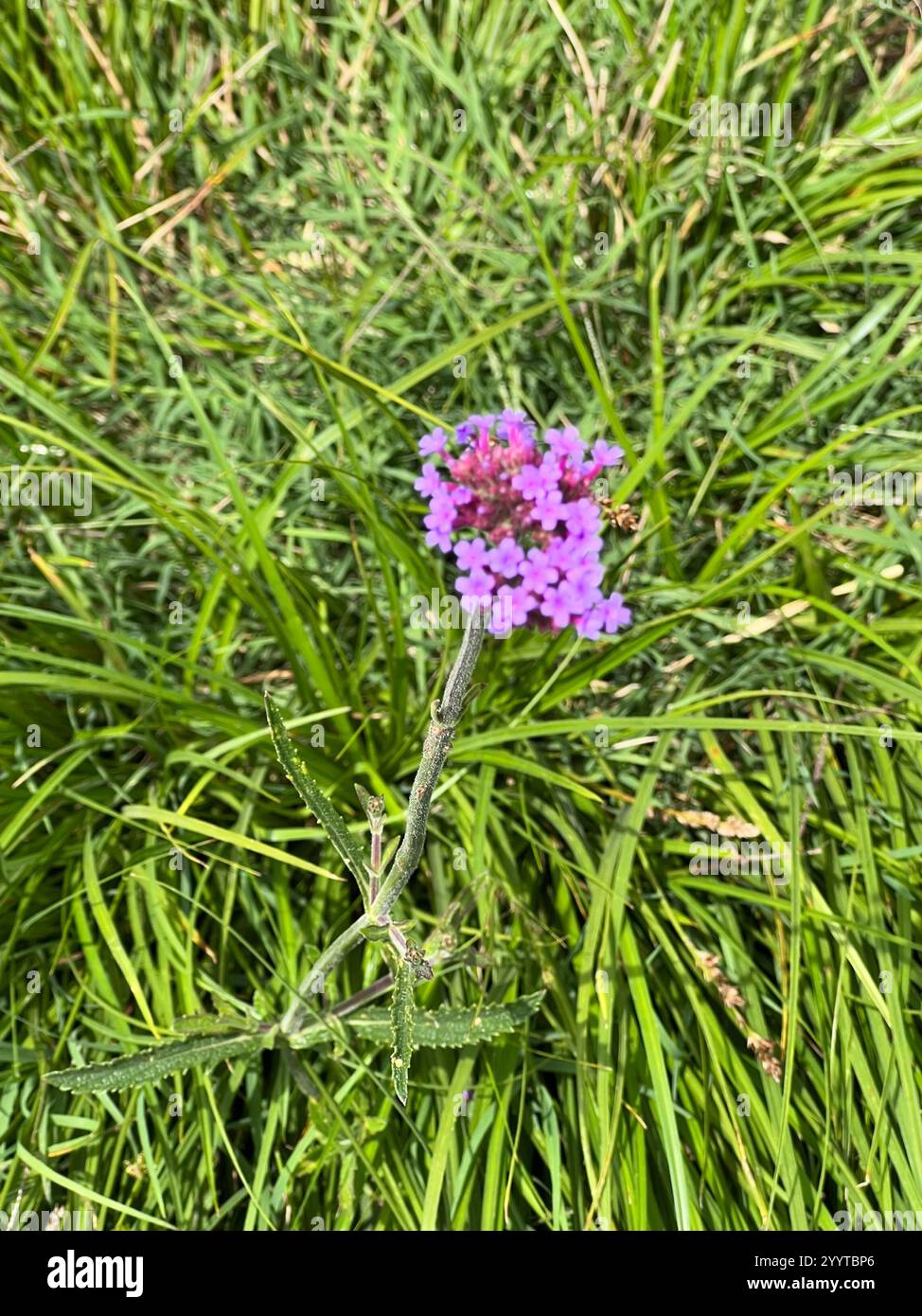 purpletop vervain (Verbena bonariensis Stock Photo - Alamy