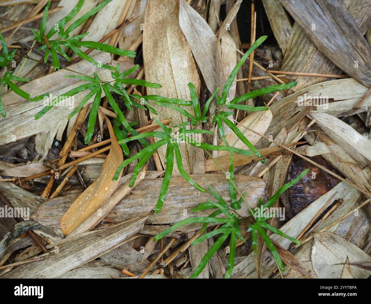 Japanese climbing fern (Lygodium japonicum Stock Photo - Alamy