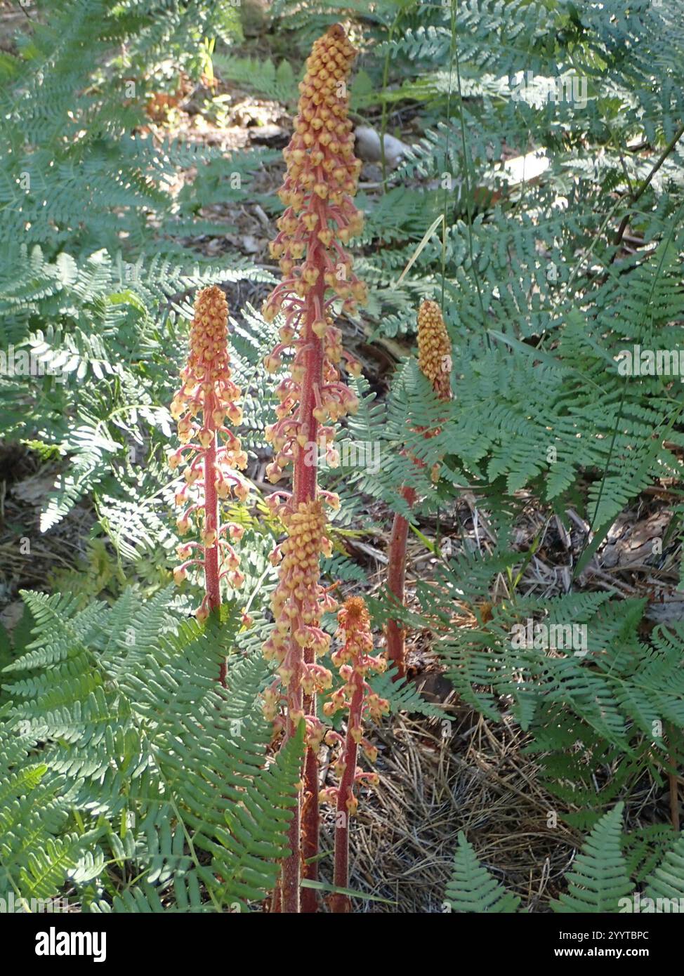 woodland pinedrops (Pterospora andromedea Stock Photo - Alamy