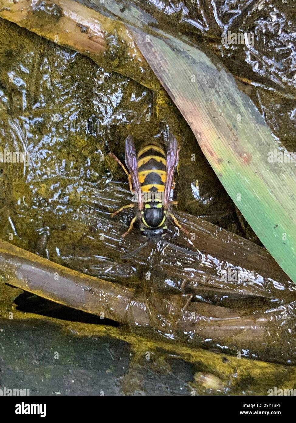 Common European Yellowjacket (Vespula vulgaris Stock Photo - Alamy