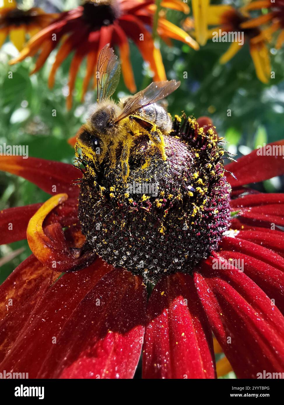 Western Honey Bee (Apis mellifera Stock Photo - Alamy