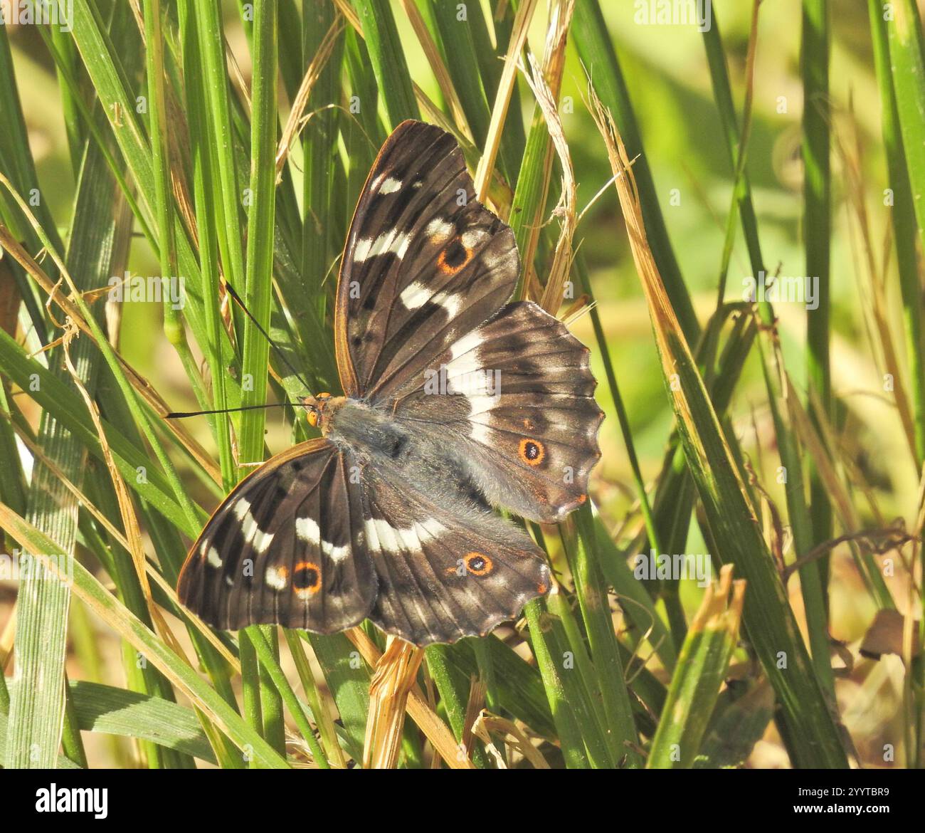 Lesser Purple Emperor (Apatura ilia Stock Photo - Alamy