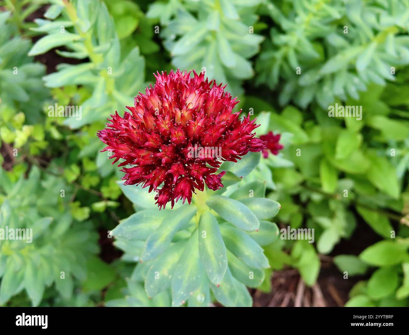 western roseroot (Rhodiola integrifolia Stock Photo - Alamy