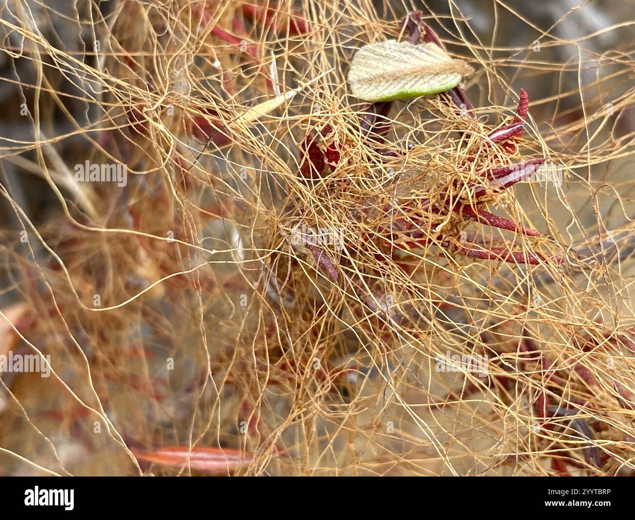 California dodder (Cuscuta californica Stock Photo - Alamy