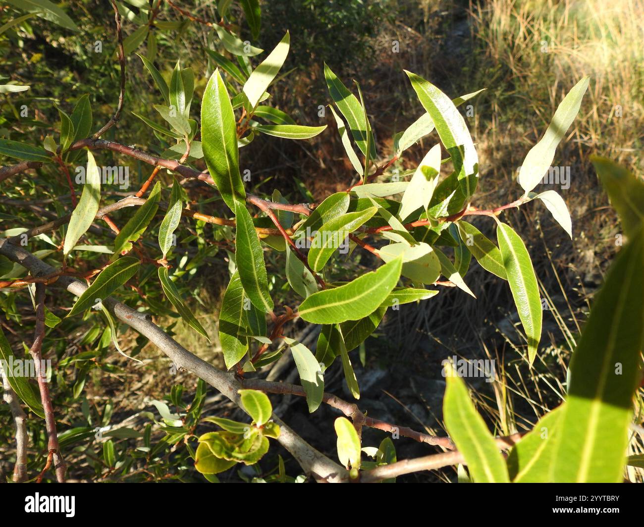 red willow (Salix laevigata Stock Photo - Alamy