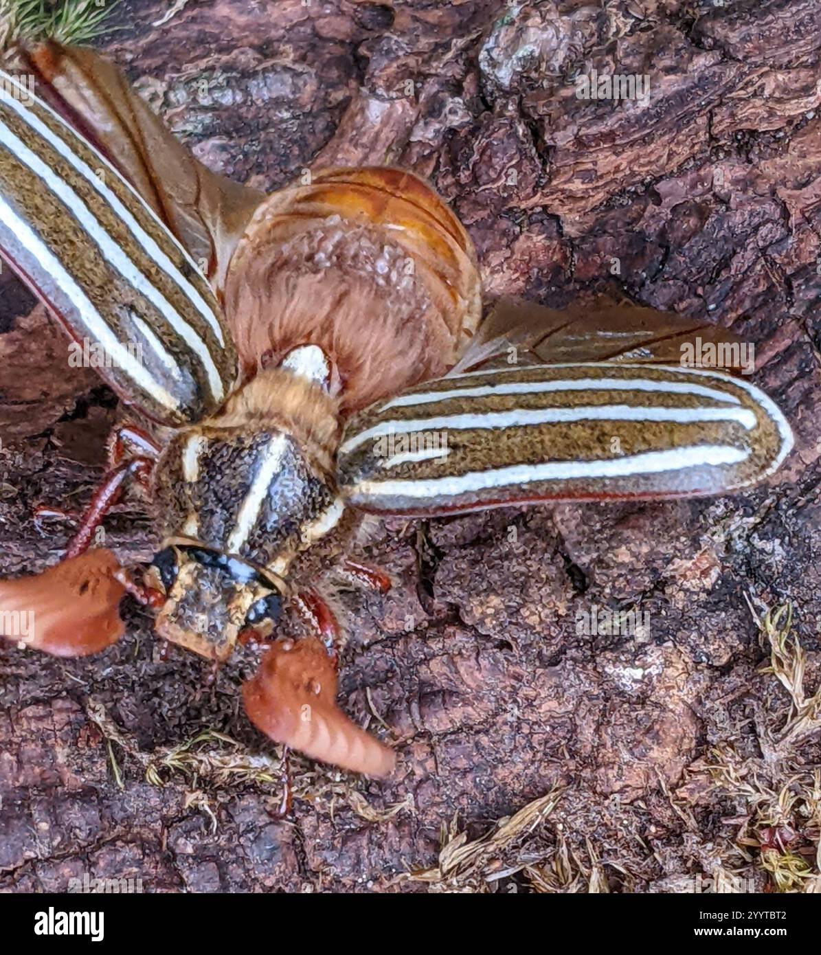 Long-haired June Beetle (Polyphylla crinita Stock Photo - Alamy