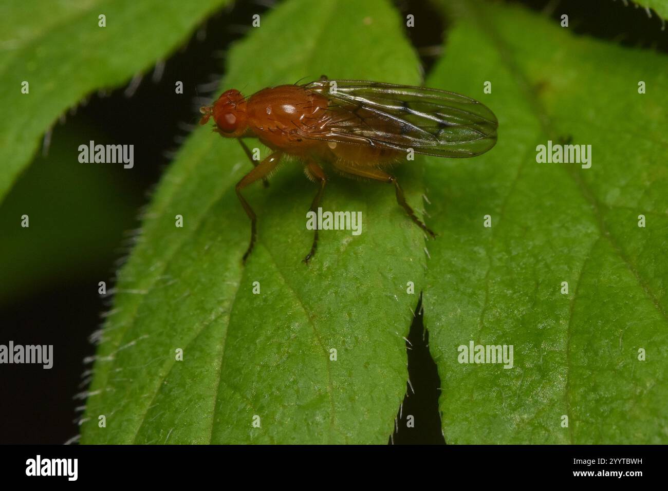 Hooded Dryomyza (Dryomyza anilis Stock Photo - Alamy