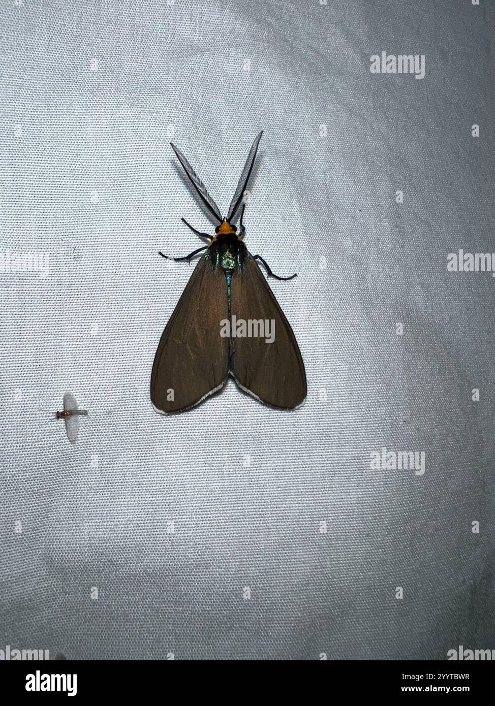 Virginia ctenucha moth virginica hi-res stock photography and images ...