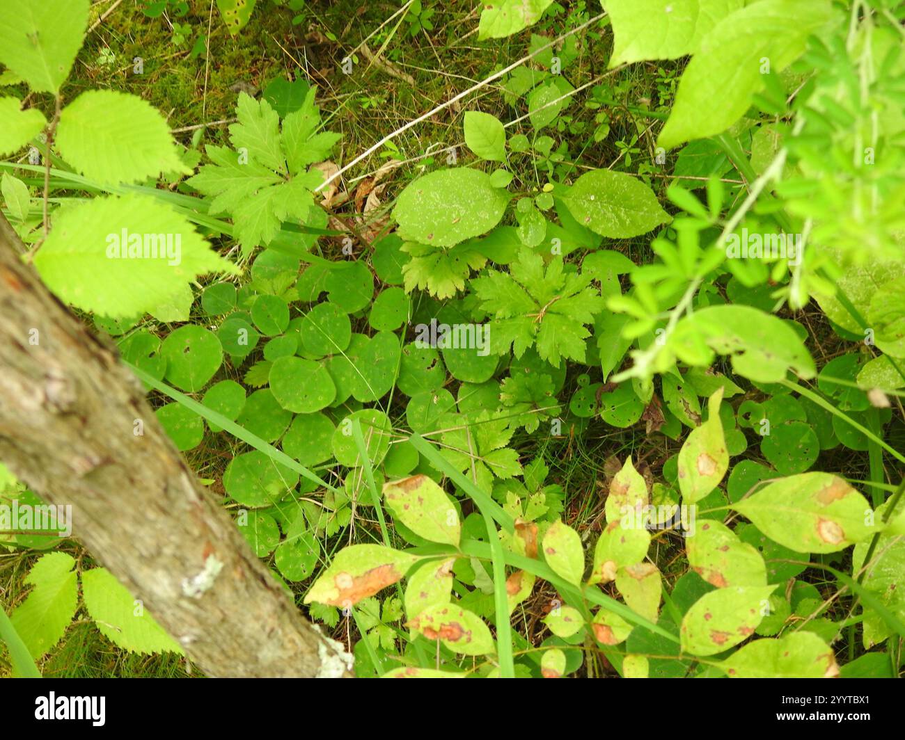 Round-leaved Trailing Tick-trefoil (Desmodium rotundifolium Stock Photo ...