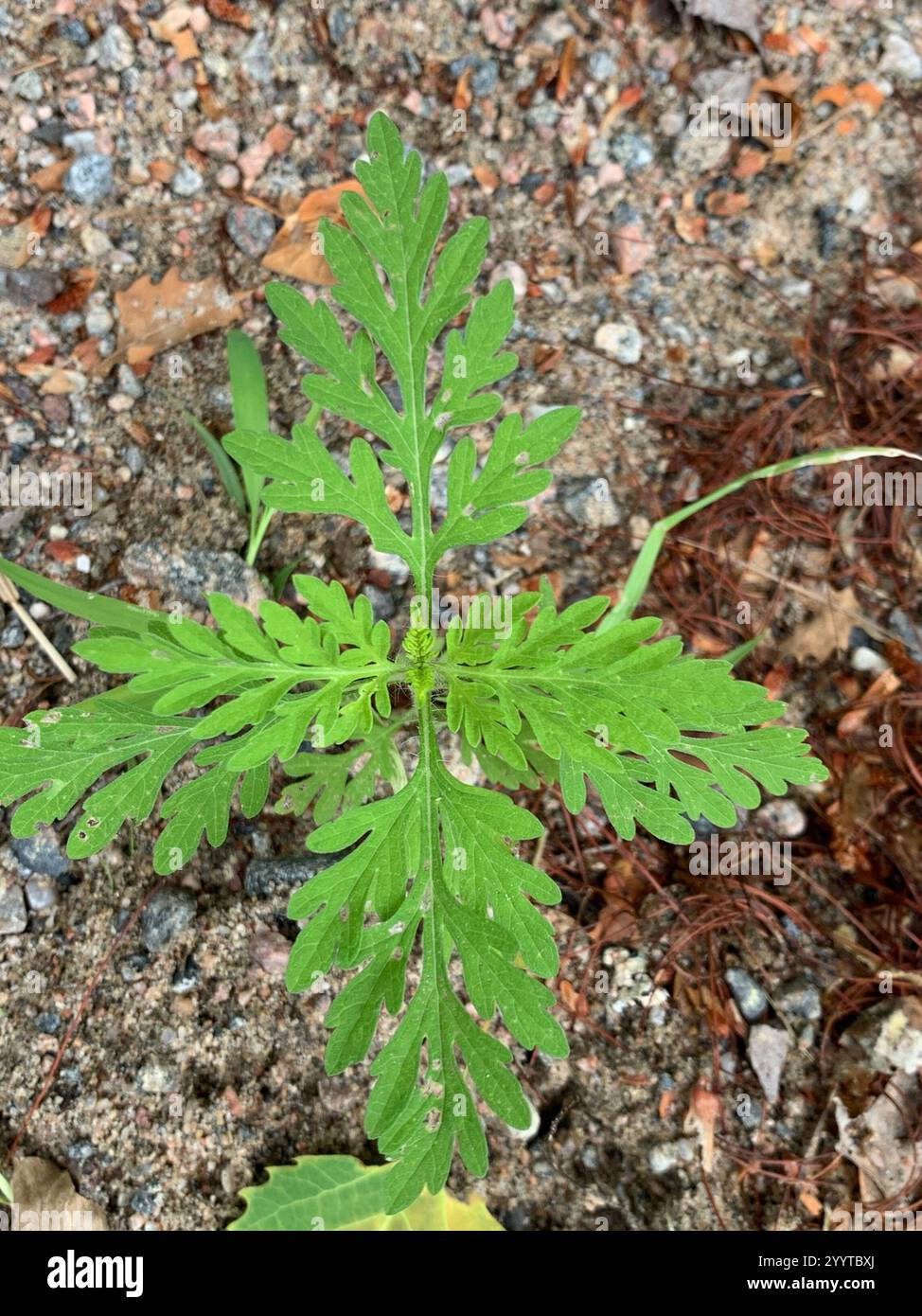common ragweed (Ambrosia artemisiifolia Stock Photo - Alamy