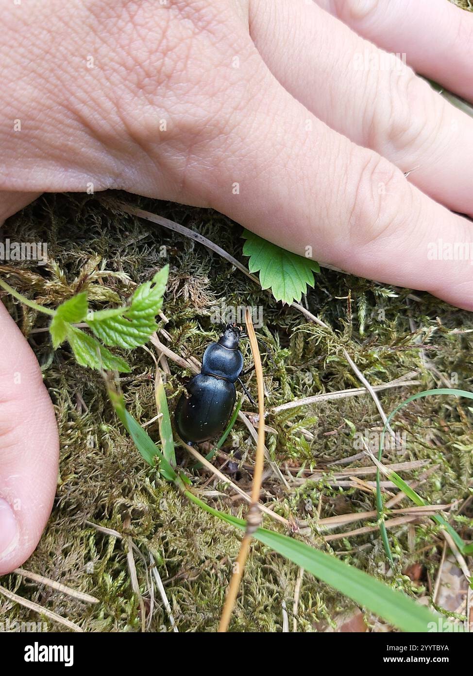 smooth ground beetle (Carabus glabratus Stock Photo - Alamy
