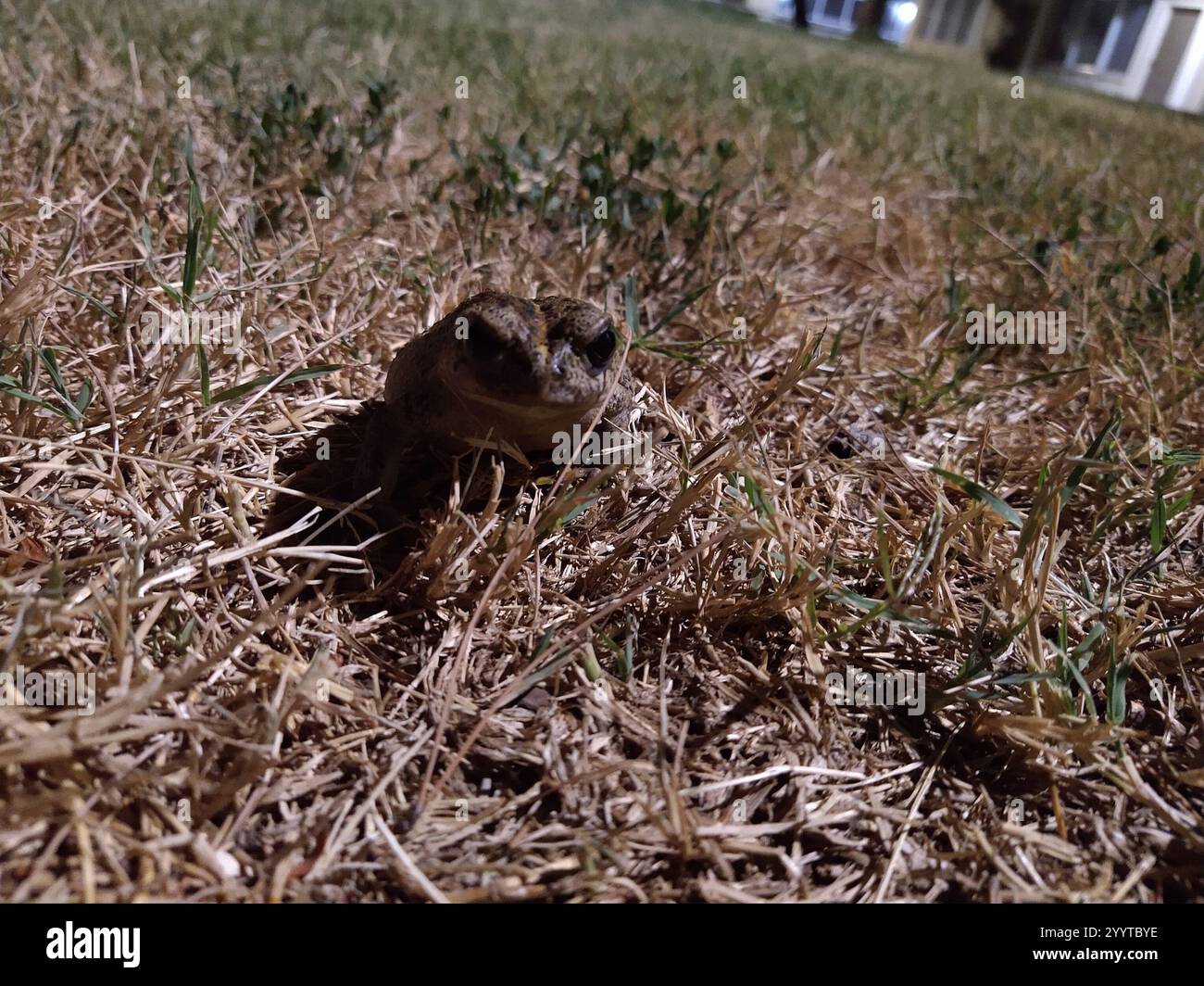Western Toad (Anaxyrus boreas Stock Photo - Alamy