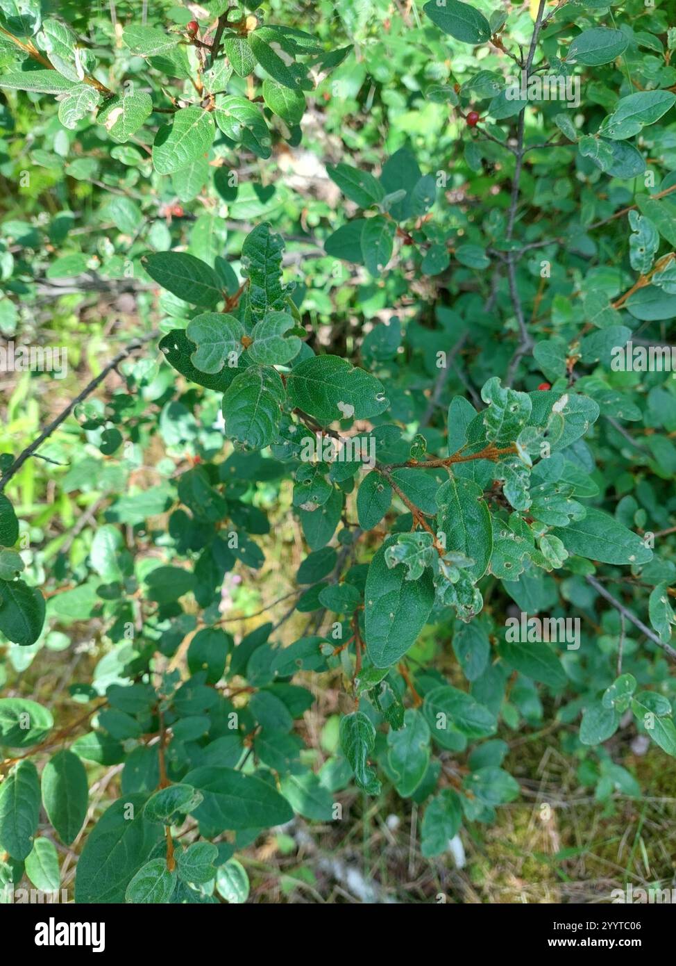 Canadian buffalo-berry (Shepherdia canadensis Stock Photo - Alamy