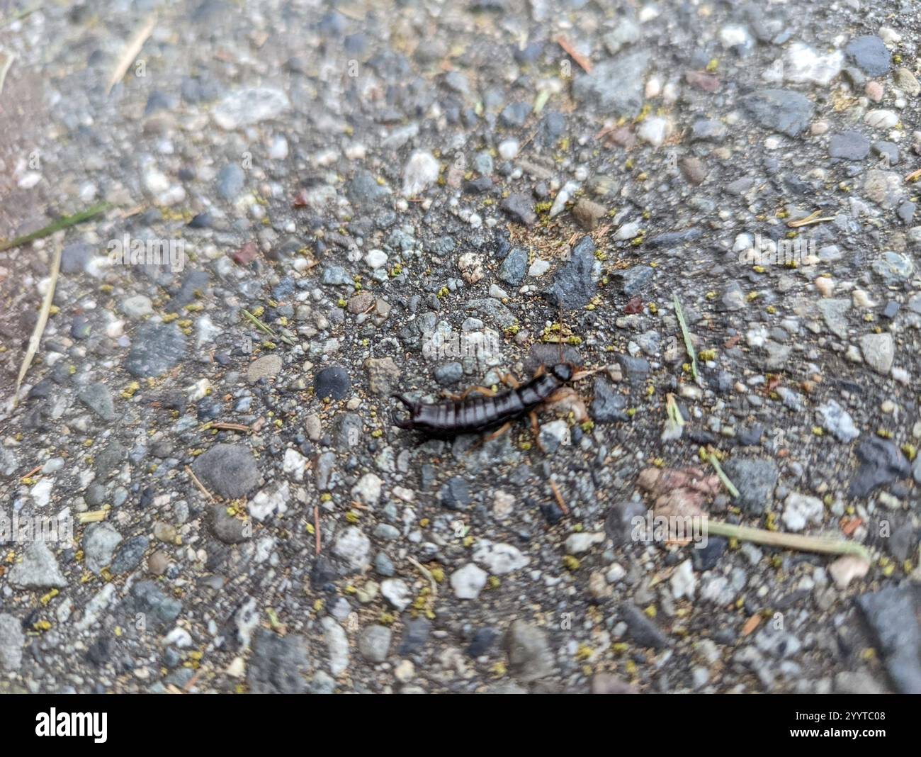 Maritime Earwig (Anisolabis maritima Stock Photo - Alamy